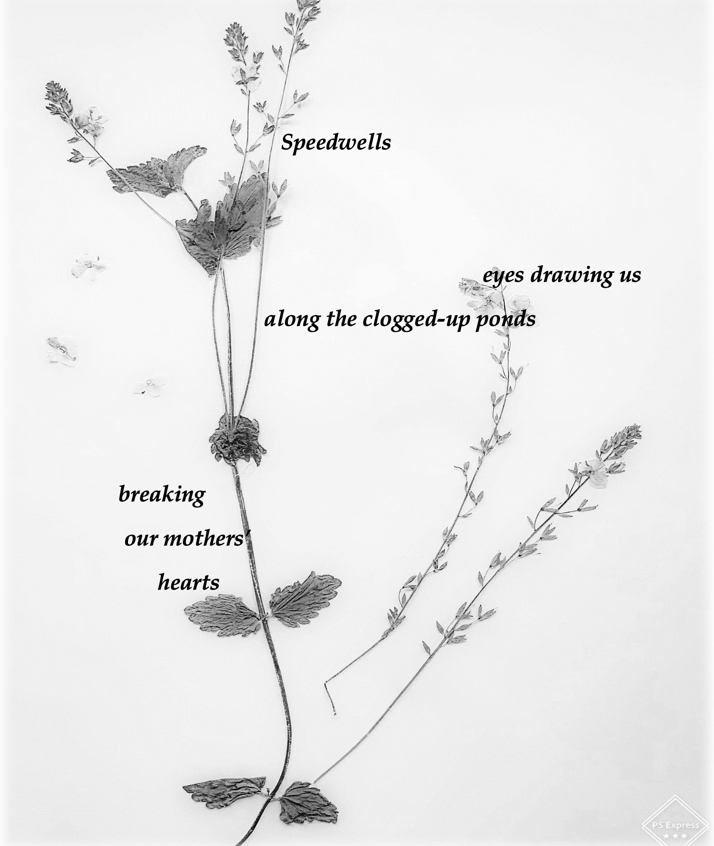 Fields and Flowers – Three Poems by Julie Sampson – Amethyst Review