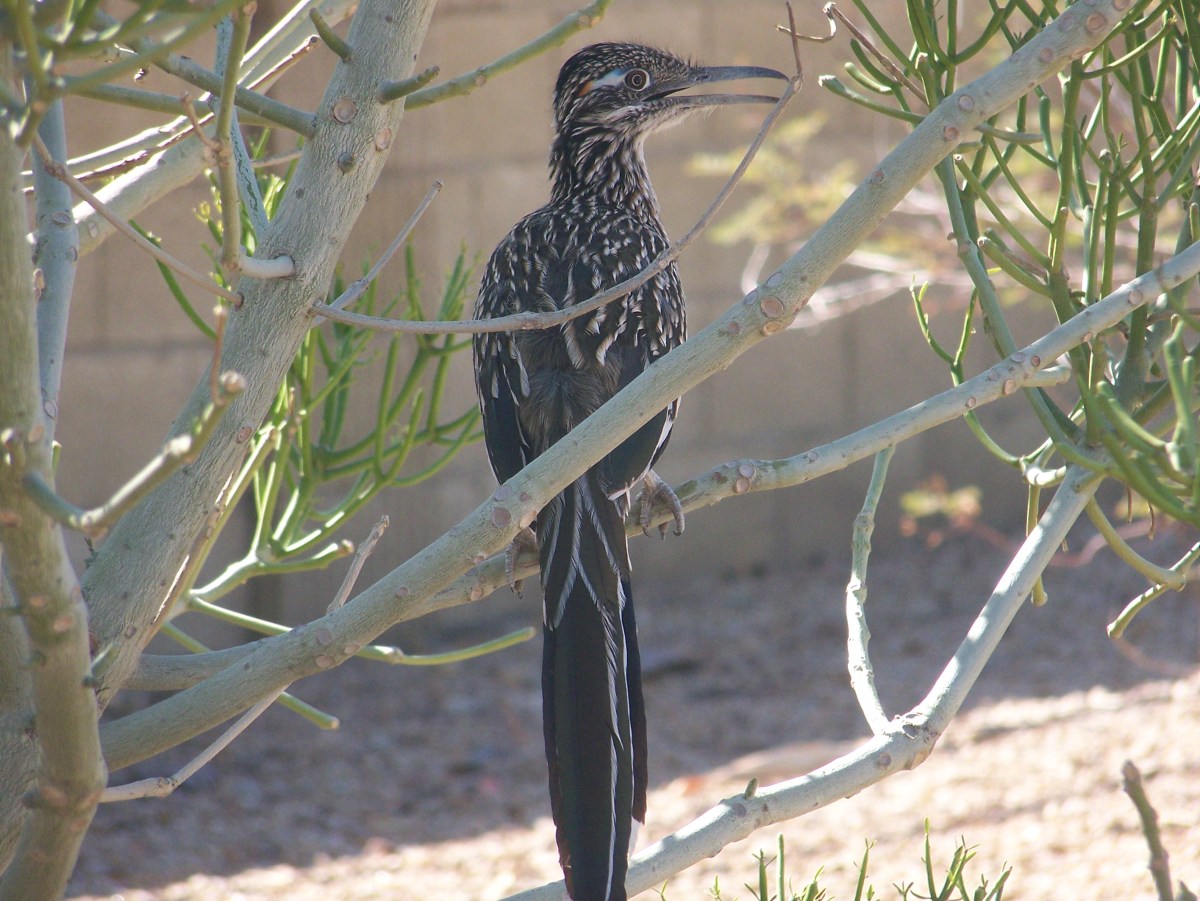 Roadrunner Meditations – a poem by David Chorlton – Amethyst Review