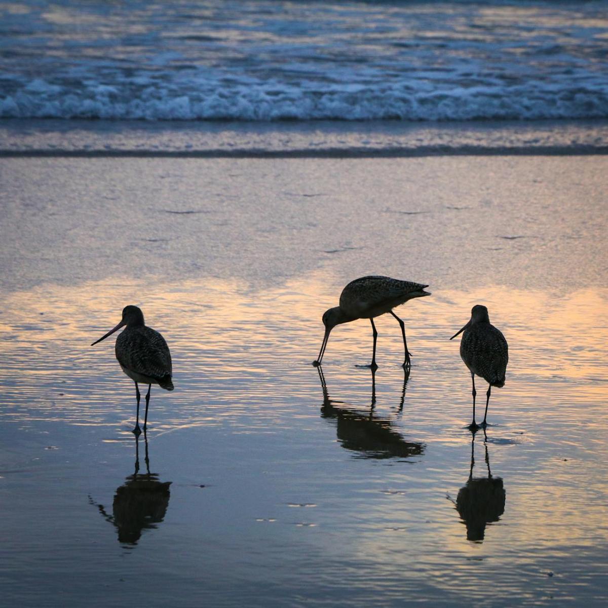 Psalm 113 – a poem by Megan Willome – Amethyst Review