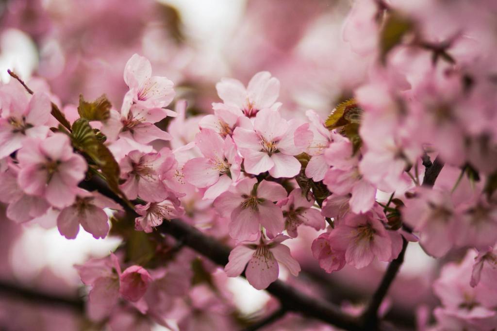 The pink years – a poem by Emalisa Rose – Amethyst Review