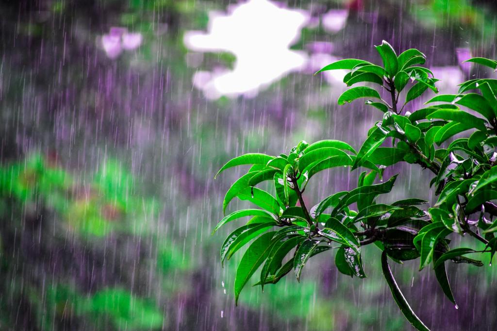 To Summon Rain – a poem by Anita Pinatti – Amethyst Review