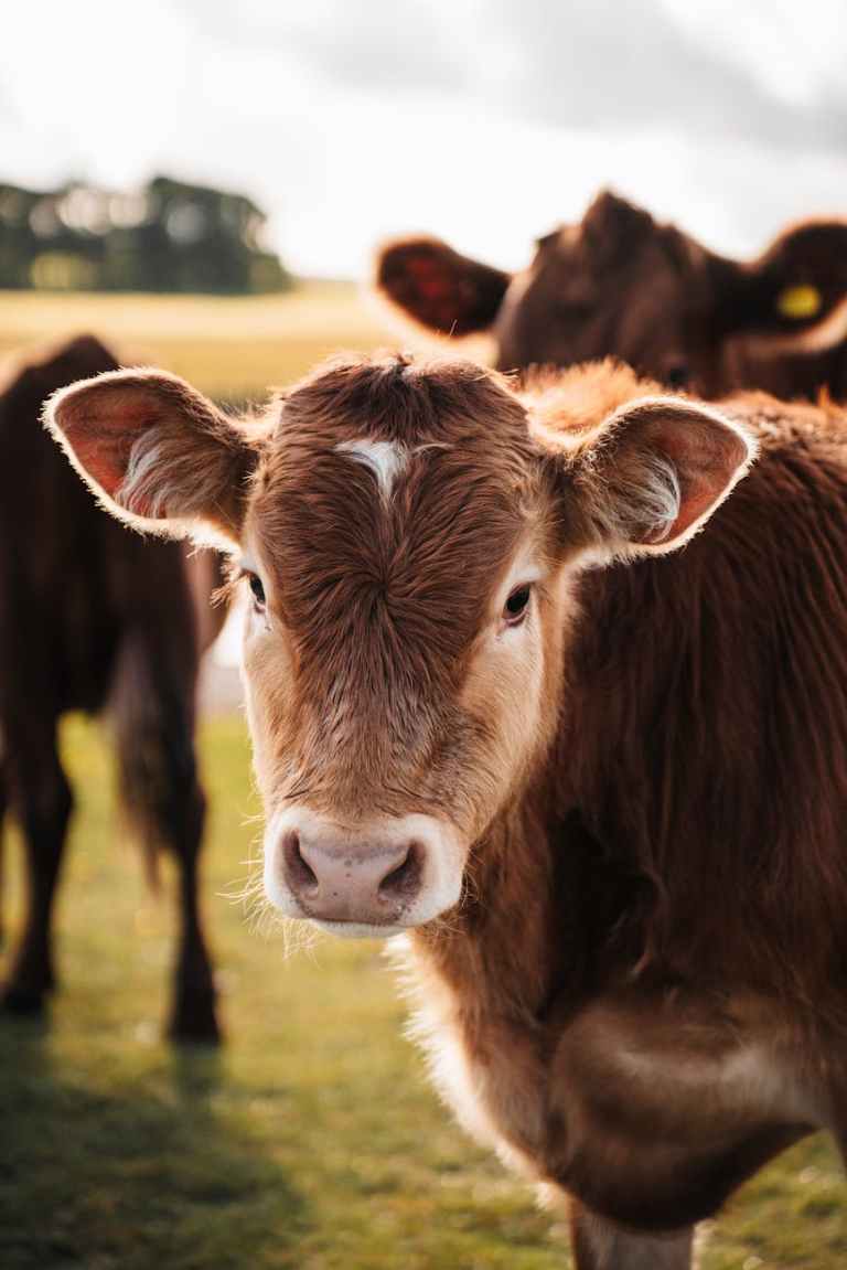 Mysteries – a poem by Kristy Sneddon – Amethyst Review